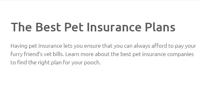 Quote for Pet Insurance: Uncover Insider Tips Today